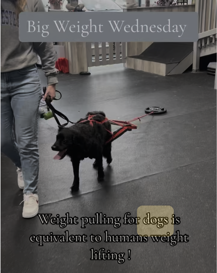 Canine Rehabilitation in Chicago: The New Arfit Outcomes-Driven ...